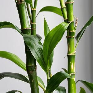 音色干净且极具特色的神秘歌手Cyberlume演绎《Glad To HaveYou》 - 今日头条